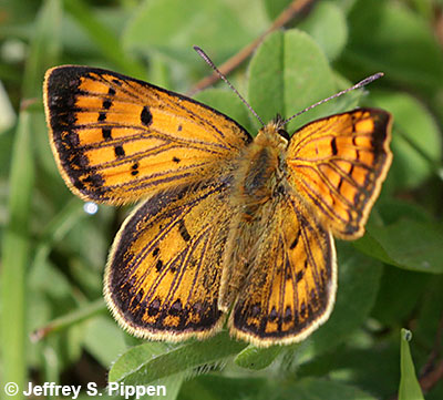 New Zealand Butterflies