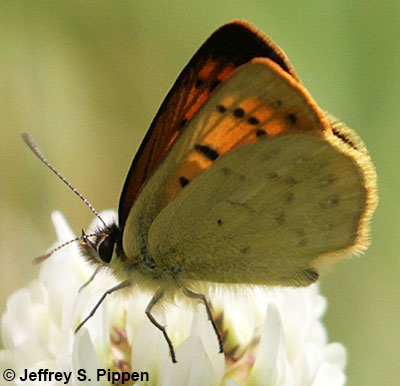 New Zealand Butterflies