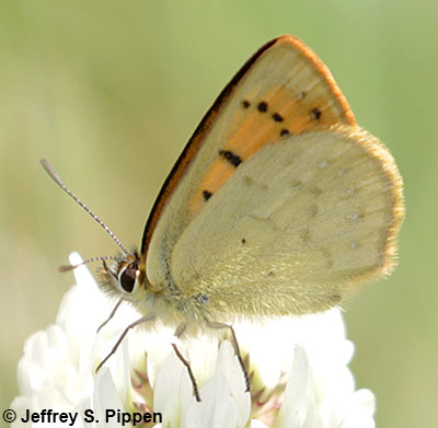 New Zealand Butterflies