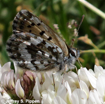 New Zealand Butterflies
