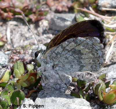 New Zealand Butterflies