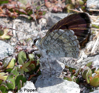New Zealand Butterflies