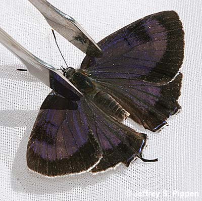 Colorado Hairstreak (Hypaurotis crysalus)