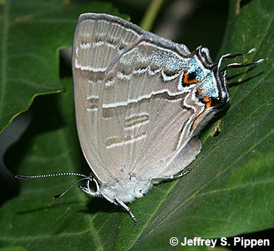 Colorado Hairstreak (Hypaurotis crysalus)