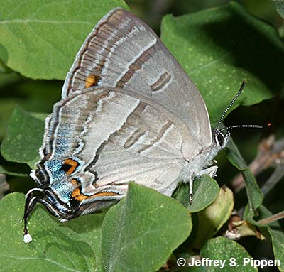 Colorado Hairstreak (Hypaurotis crysalus)
