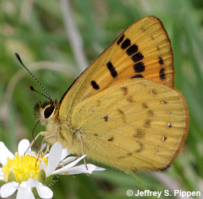 New Zealand Butterflies