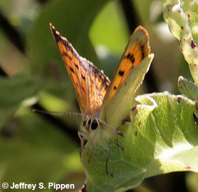New Zealand Butterflies