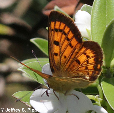 New Zealand Butterflies