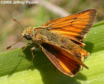Florida Grass Skippers (Family Hesperiidae)