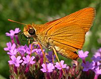 Jeff's North Carolina Butterfly Page