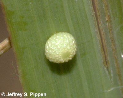 Dusted Skipper (Atrytonopsis hianna)