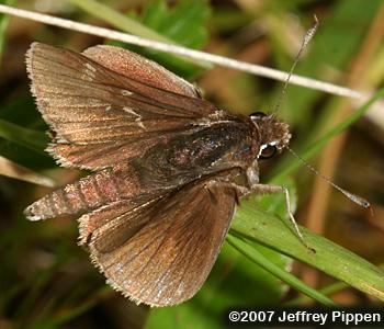 Dusted Skipper (Atrytonopsis hianna)