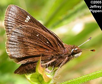 Dusted Skipper (Atrytonopsis hianna)