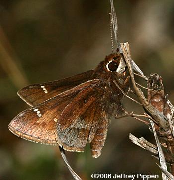 Dusted Skipper (Atrytonopsis hianna)