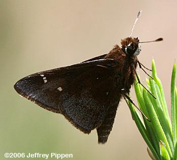 Dusted Skipper (Atrytonopsis hianna)