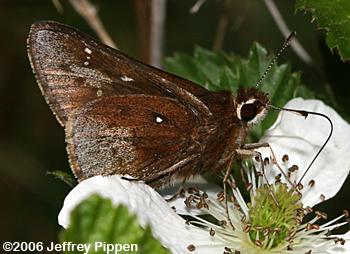 Dusted Skipper (Atrytonopsis hianna)
