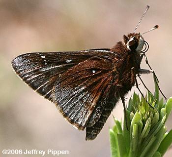 Dusted Skipper (Atrytonopsis hianna)