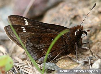 Dusted Skipper (Atrytonopsis hianna)