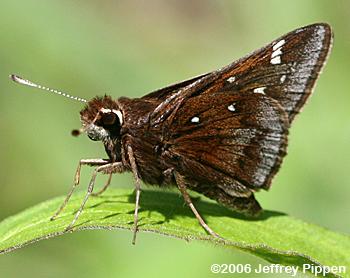 Dusted Skipper (Atrytonopsis hianna)