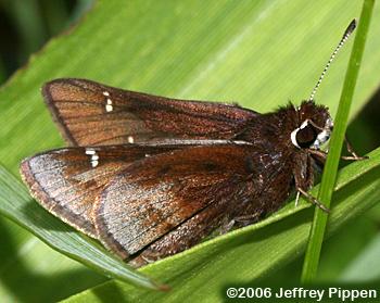Dusted Skipper (Atrytonopsis hianna)