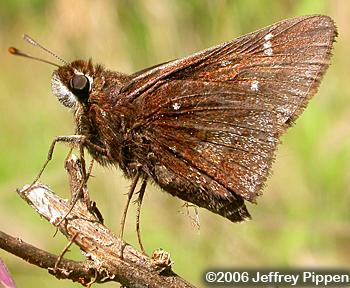 Dusted Skipper (Atrytonopsis hianna)