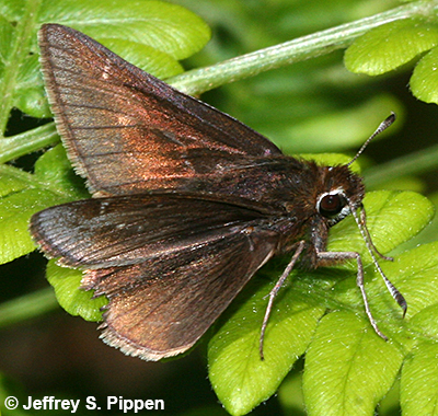 Dusted Skipper (Atrytonopsis hianna)