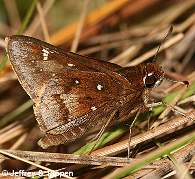 Dusted Skipper (Atrytonopsis hianna)