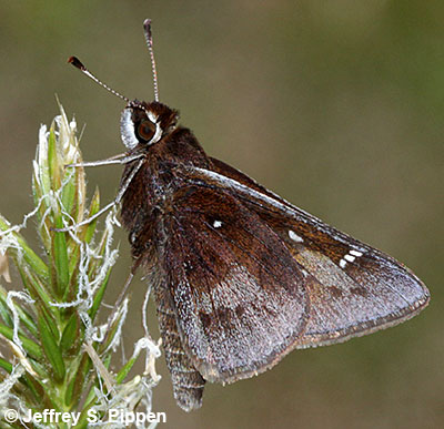 Dusted Skipper (Atrytonopsis hianna)
