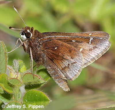 Dusted Skipper (Atrytonopsis hianna)