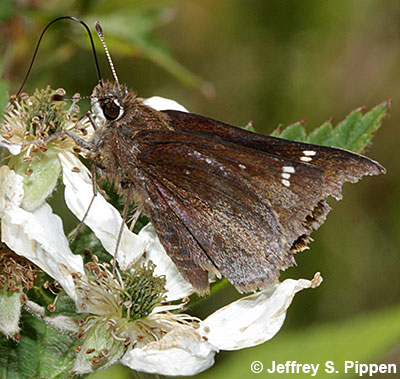Dusted Skipper (Atrytonopsis hianna)
