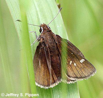 Dusted Skipper (Atrytonopsis hianna)
