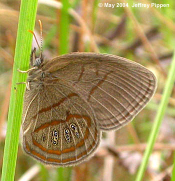 Georgia Satyr (Neonympha areolata) and Helicta Satyr (Neonympha helicta)