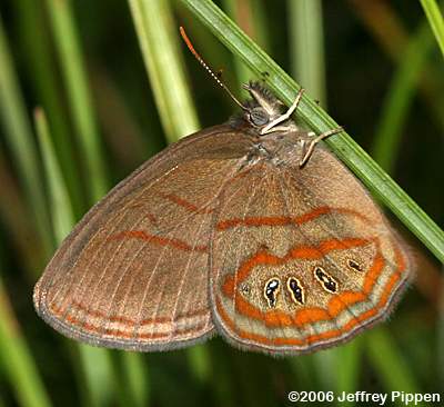 Georgia Satyr (Neonympha areolata) and Helicta Satyr (Neonympha helicta)