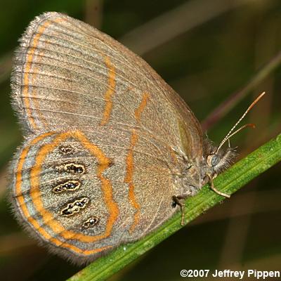 Georgia Satyr (Neonympha areolata) and Helicta Satyr (Neonympha helicta)