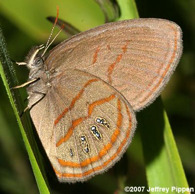 Georgia Satyr (Neonympha areolata) and Helicta Satyr (Neonympha helicta)
