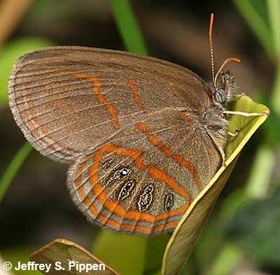 Georgia Satyr (Neonympha areolata) and Helicta Satyr (Neonympha helicta)