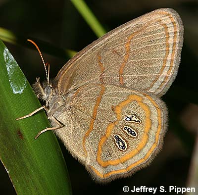 Georgia Satyr (Neonympha areolata) and Helicta Satyr (Neonympha helicta)