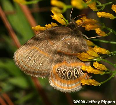 Georgia Satyr (Neonympha areolata) and Helicta Satyr (Neonympha helicta)