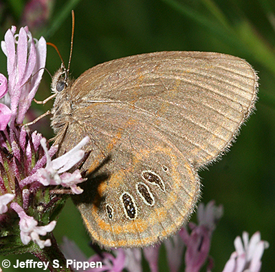 Georgia Satyr (Neonympha areolata) and Helicta Satyr (Neonympha helicta)