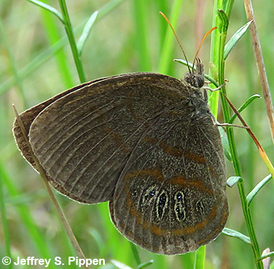 Georgia Satyr (Neonympha areolata) and Helicta Satyr (Neonympha helicta)