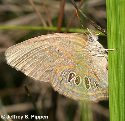 Georgia Satyr (Neonympha areolata) and Helicta Satyr (Neonympha helicta)