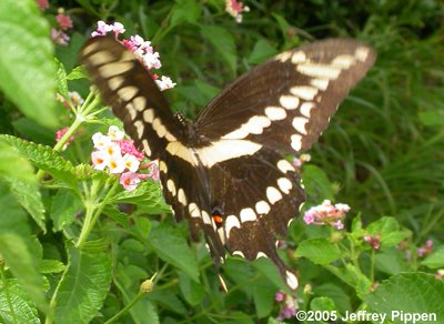 Giant Swallowtail (Heraclides cresphontes)