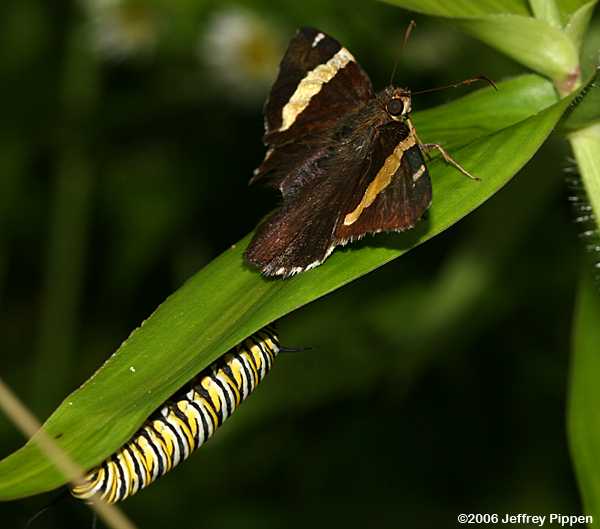 Golden Banded-Skipper (Telegonus cellus)