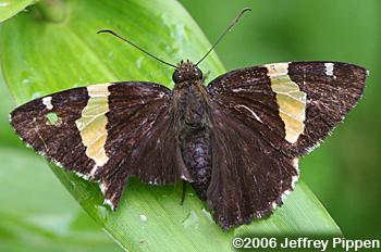 Golden Banded-Skipper (Telegonus cellus)