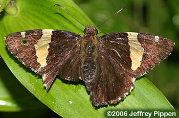 Golden Banded-Skipper (Telegonus cellus)