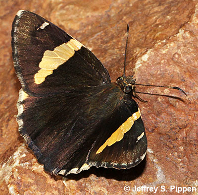 Golden Banded-Skipper (Telegonus cellus)