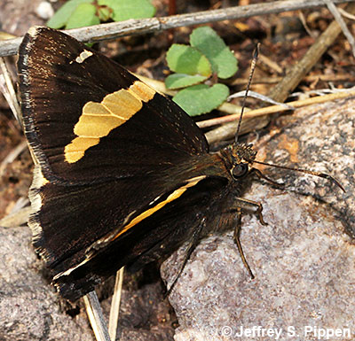 Golden Banded-Skipper (Telegonus cellus)