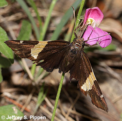 Golden Banded-Skipper (Telegonus cellus)