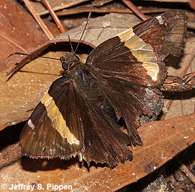 Golden Banded-Skipper (Telegonus cellus)