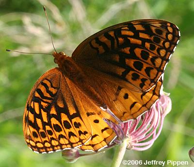 Great Spangled Fritillary (Speyeria cybele)